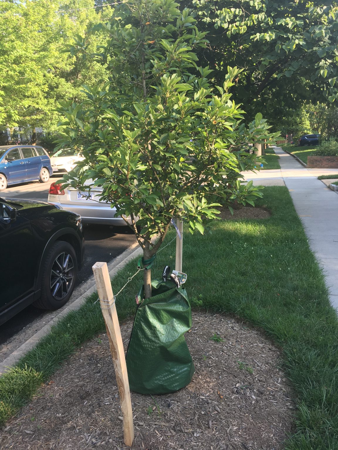 Watering : Tree Montgomery