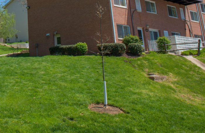 Deer Protection : Tree Montgomery