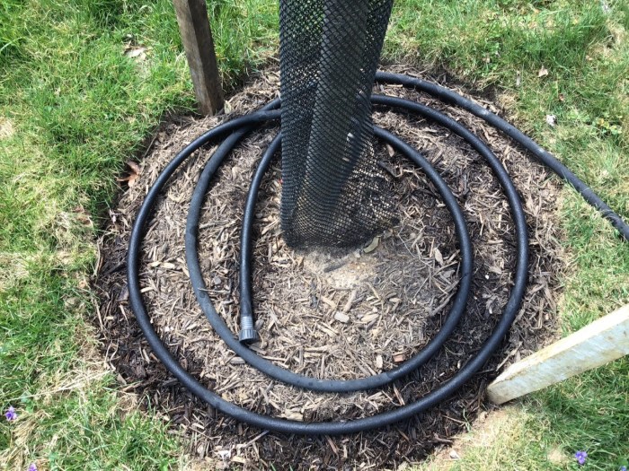 Watering : Tree Montgomery