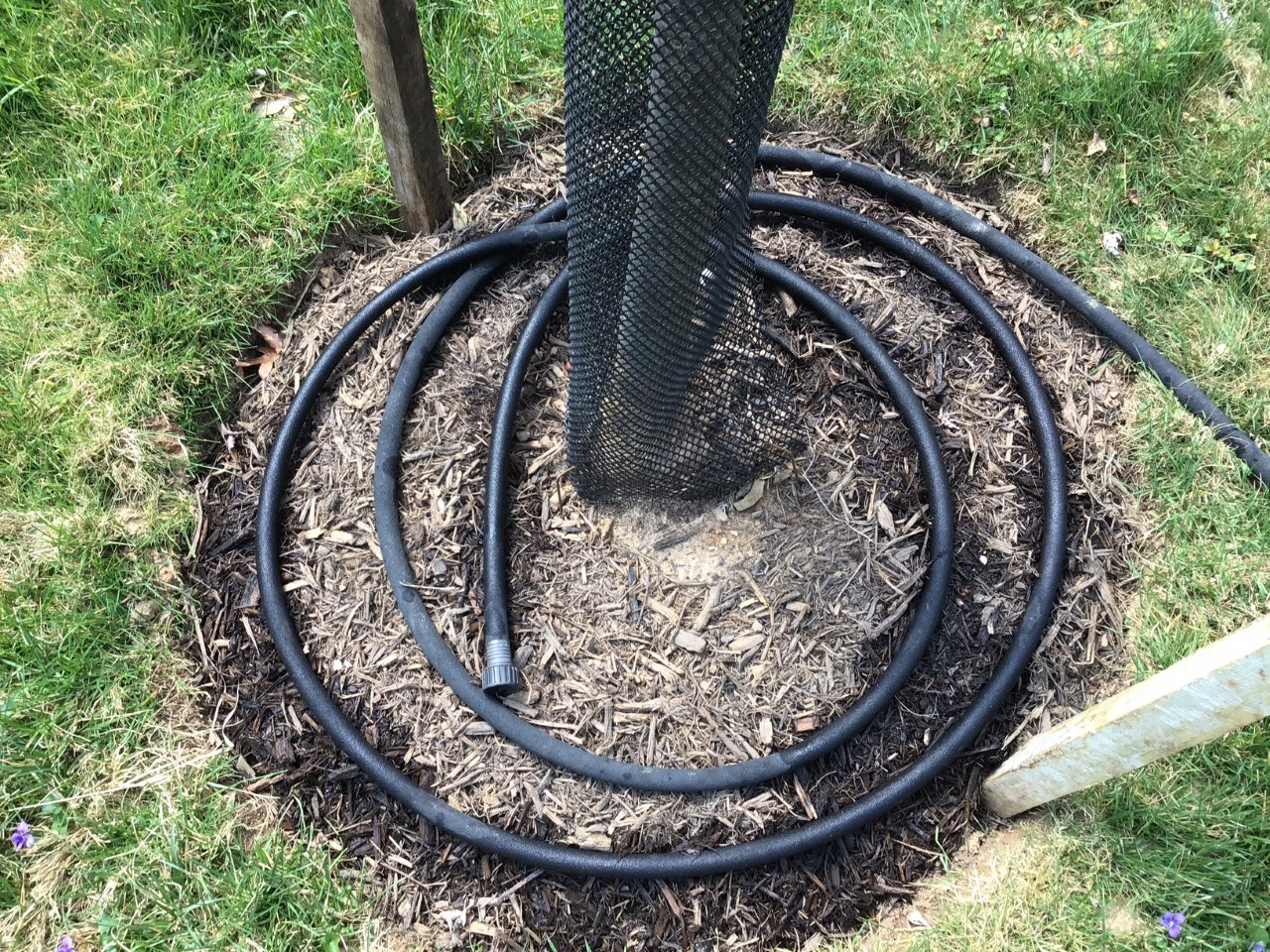 Watering : Tree Montgomery