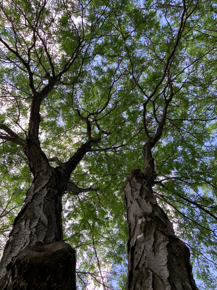 honeylocust-canopy : Tree Montgomery