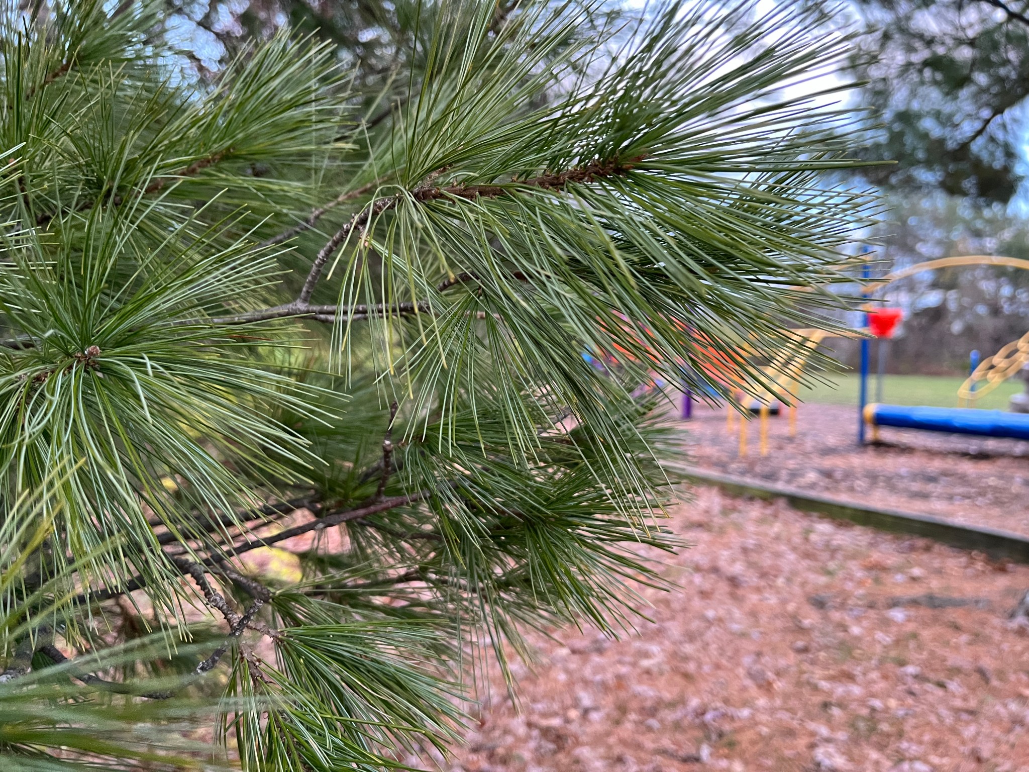 white-pine : Tree Montgomery